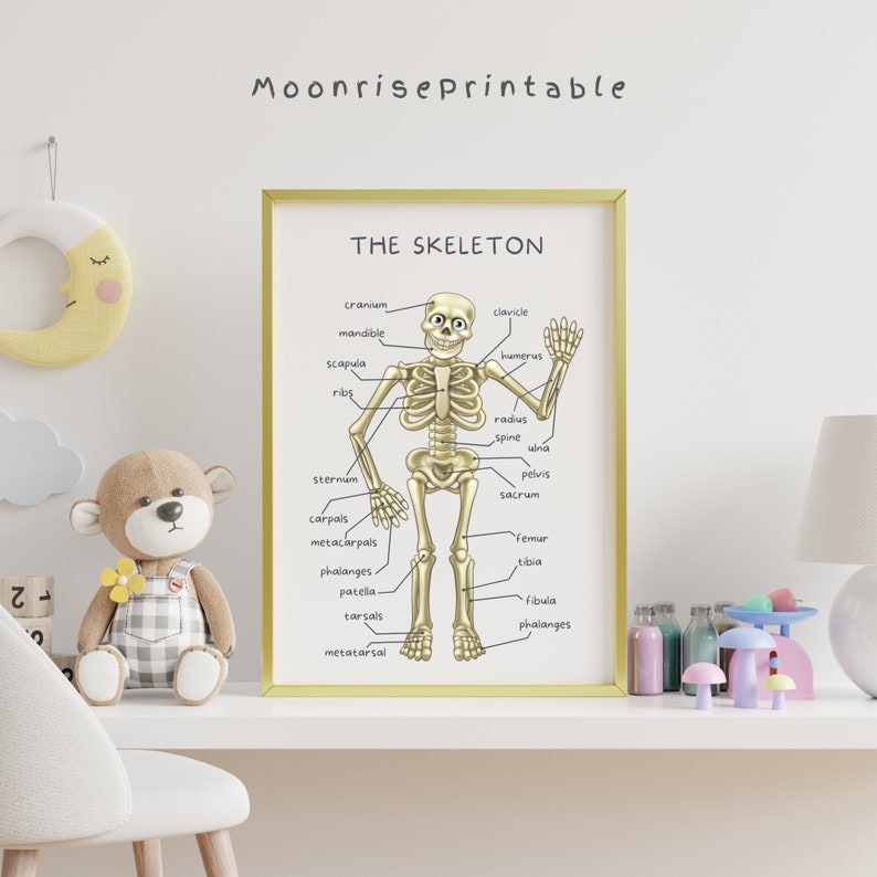 Human Skeleton Poster for Kids, Human Bones Wall Decor, Educational ...