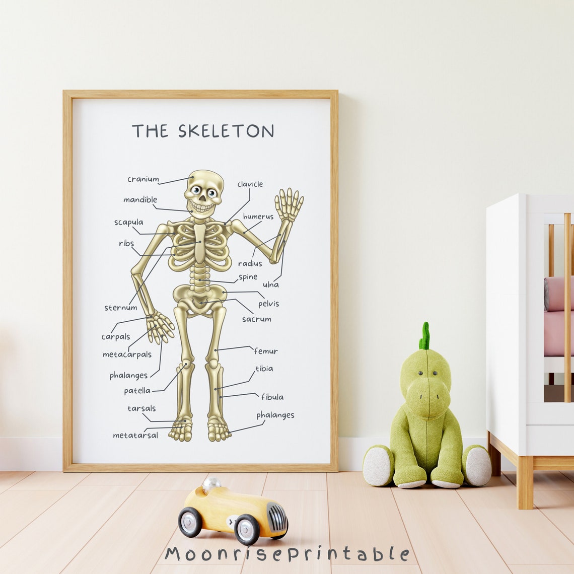 Human Skeleton Poster for Kids, Human Bones Wall Decor, Educational ...