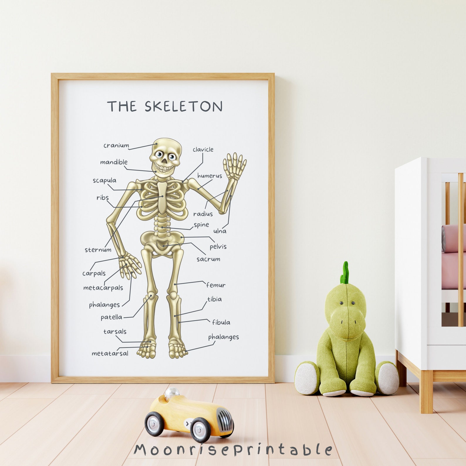 Human Skeleton Poster for Kids, Human Bones Wall Decor, Educational ...