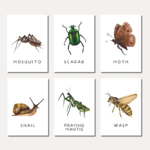 22 Insects Flash Cards, Montessori Flash Cards, Preschool Learning ...