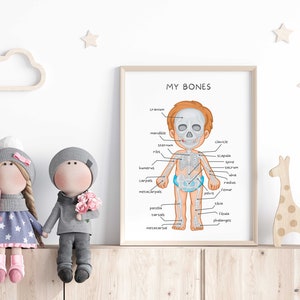 Human Skeleton Poster for Kids, Human Bones Wall Decor, Educational ...