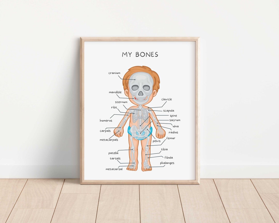 Human Skeleton Poster for Kids, Human Bones Wall Decor, Educational ...