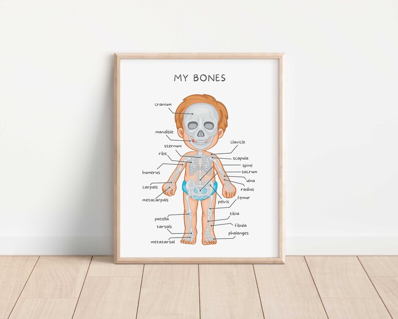 Human Skeleton Poster for Kids, Human Bones Wall Decor, Educational ...