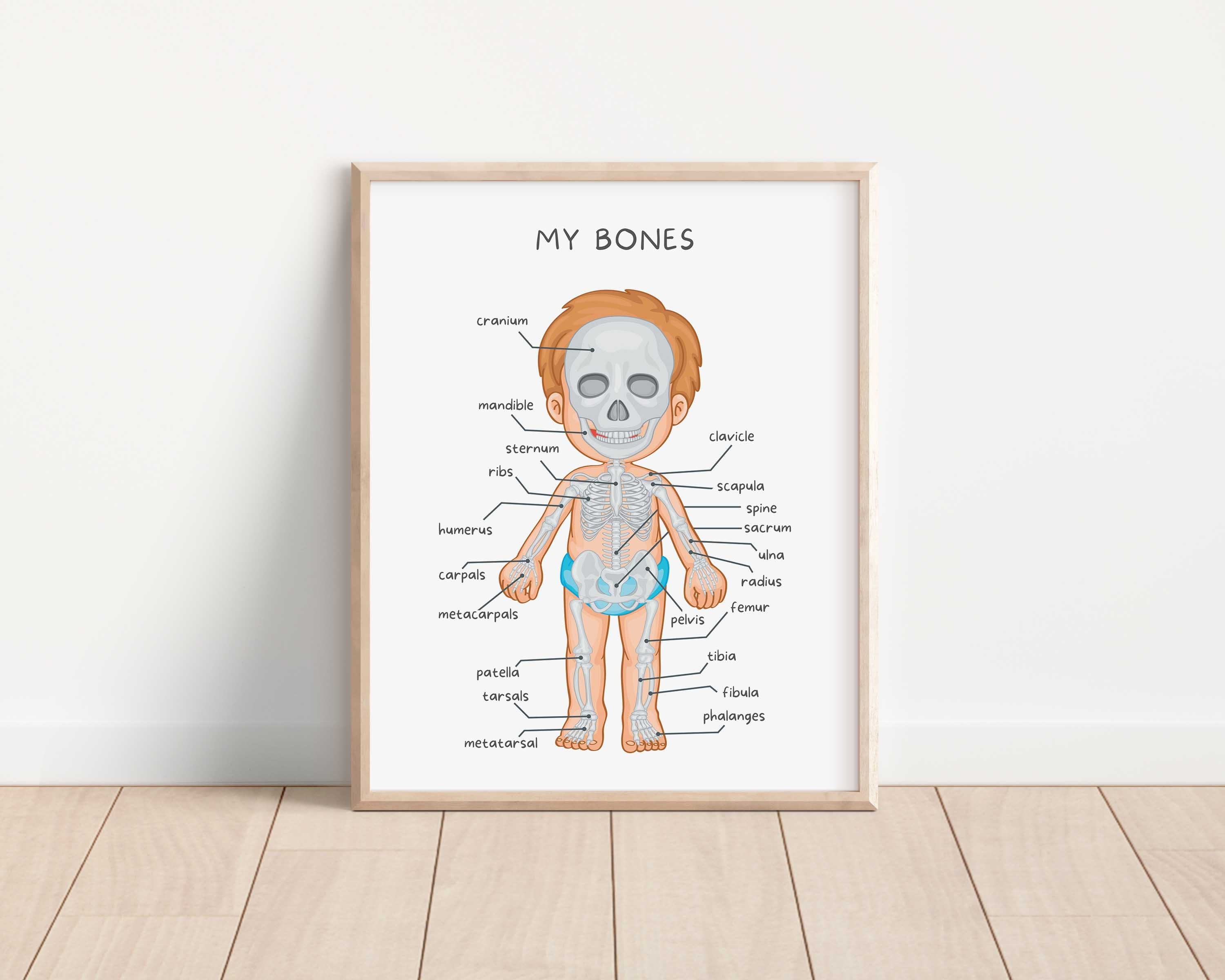 Human Skeleton Poster for Kids, Human Bones Wall Decor, Educational ...