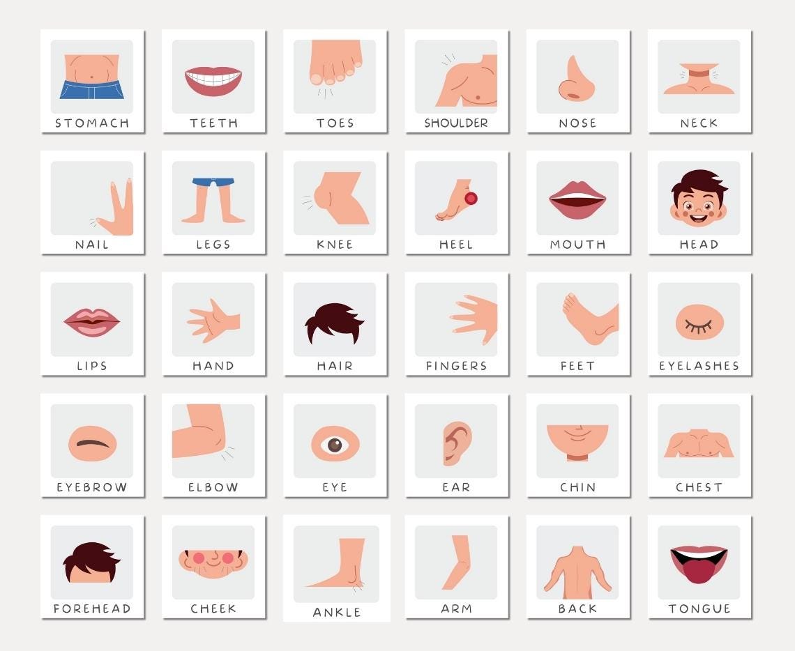 30 Body Parts Cards, Montessori Flashcards, Pre-school Cards, Learning ...
