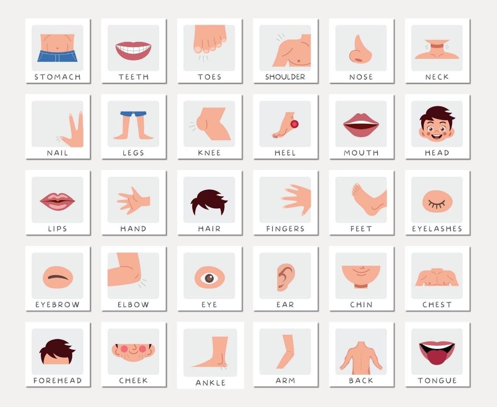 30 Body Parts Cards, Montessori Flashcards, Pre-school Cards, Learning ...