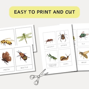 22 Insects Flash Cards, Montessori Flash Cards, Preschool Learning ...