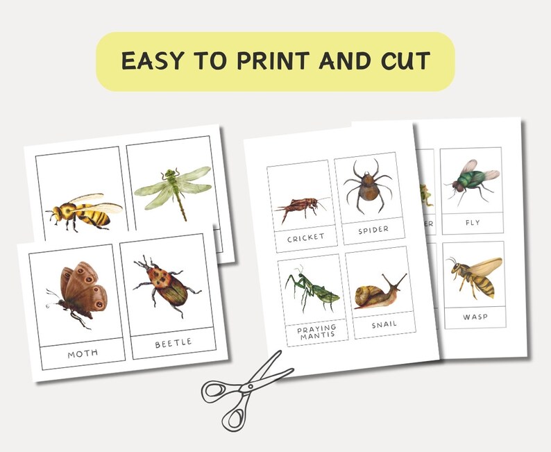 22 Insects Flash Cards, Montessori Flash Cards, Preschool Learning ...