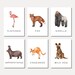 20 Wild Animals Cards, Preschool Learning Materials, Montessori Flash ...