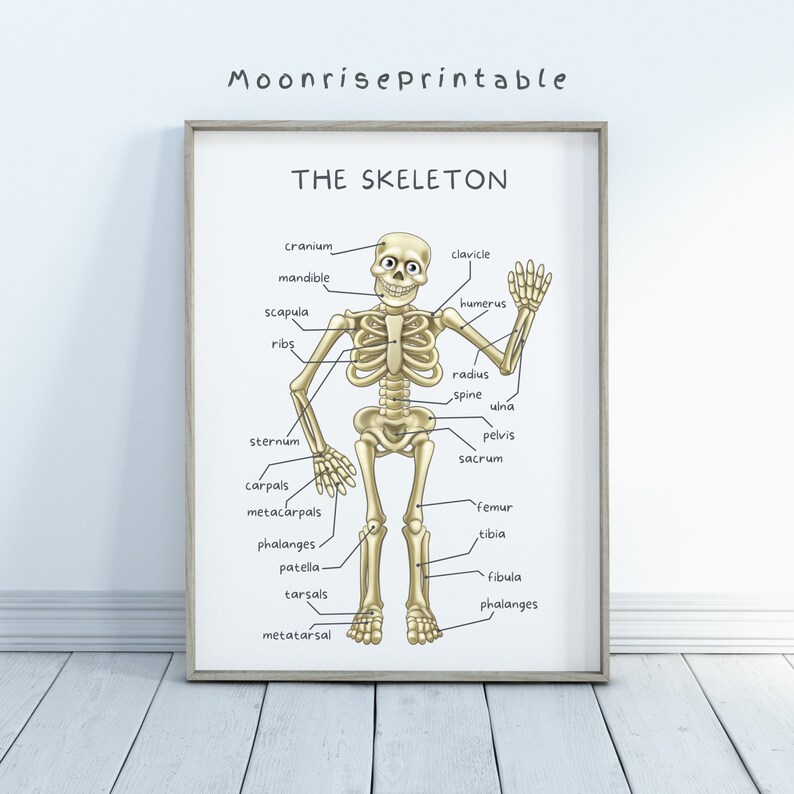 Human Skeleton Poster for Kids, Human Bones Wall Decor, Educational ...