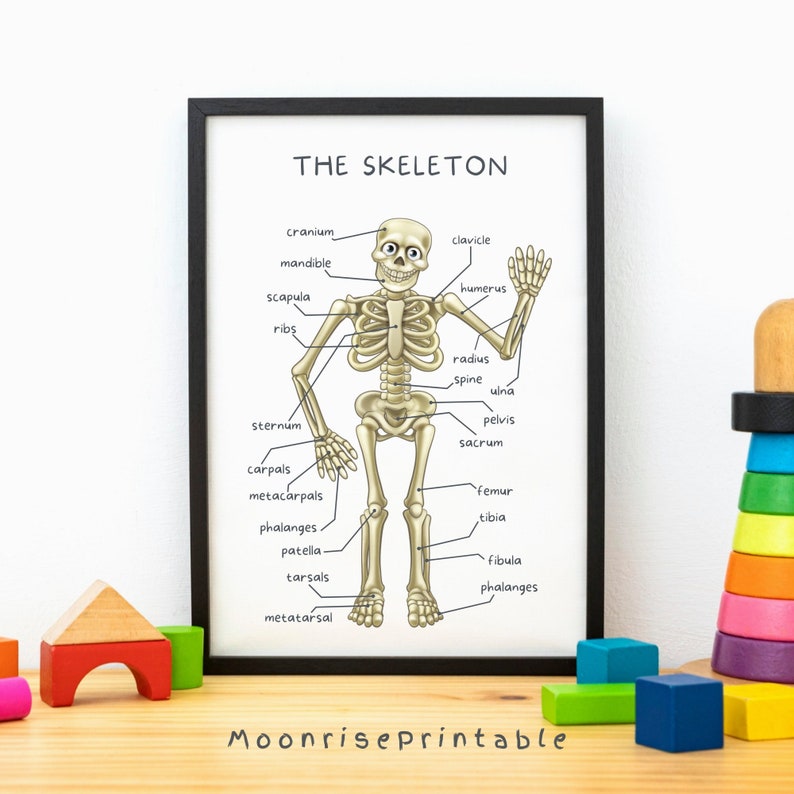 Human Skeleton Poster for Kids, Human Bones Wall Decor, Educational ...