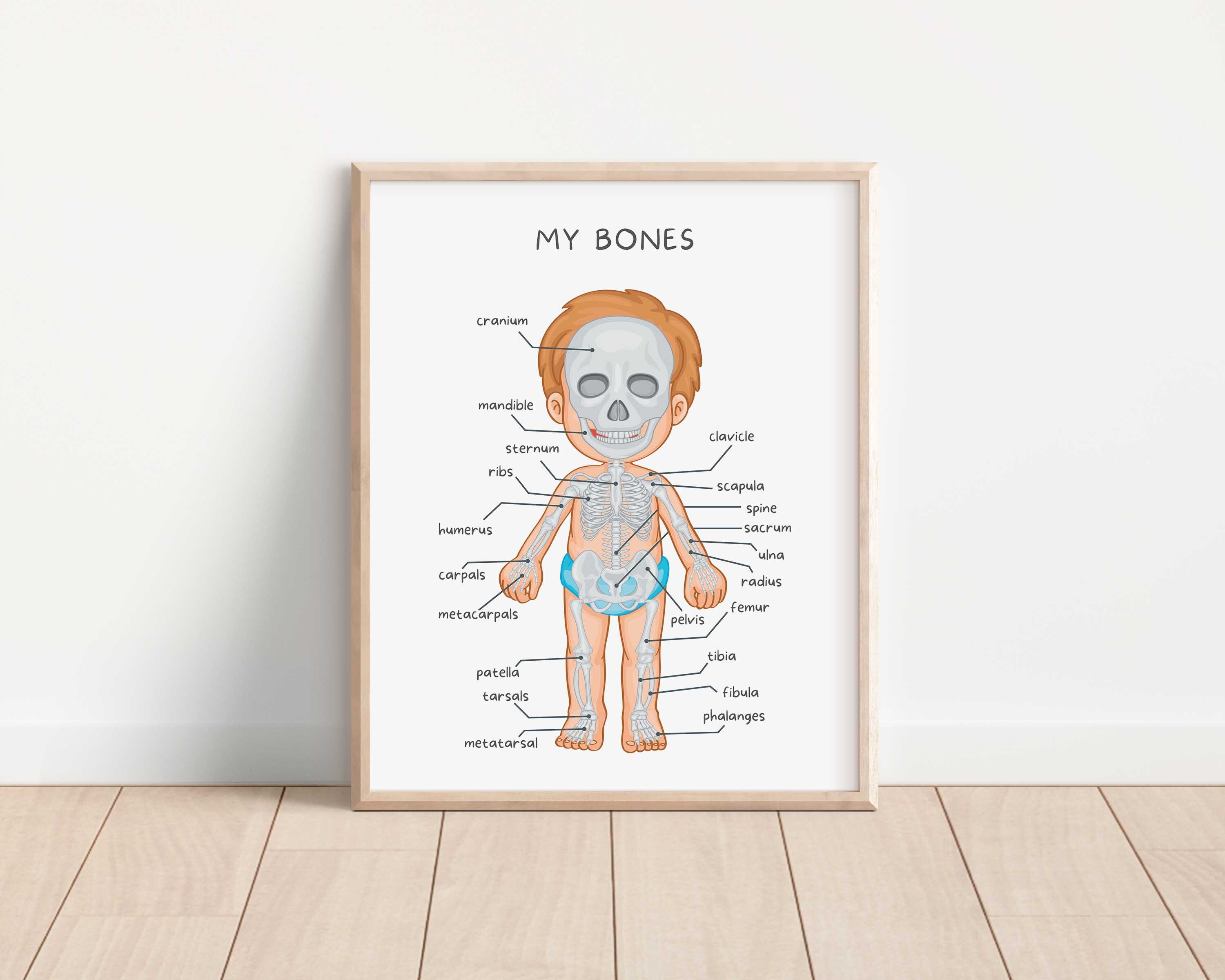 Body Parts Poster, Kids Wall Decor, Educational Print, Body Parts ...