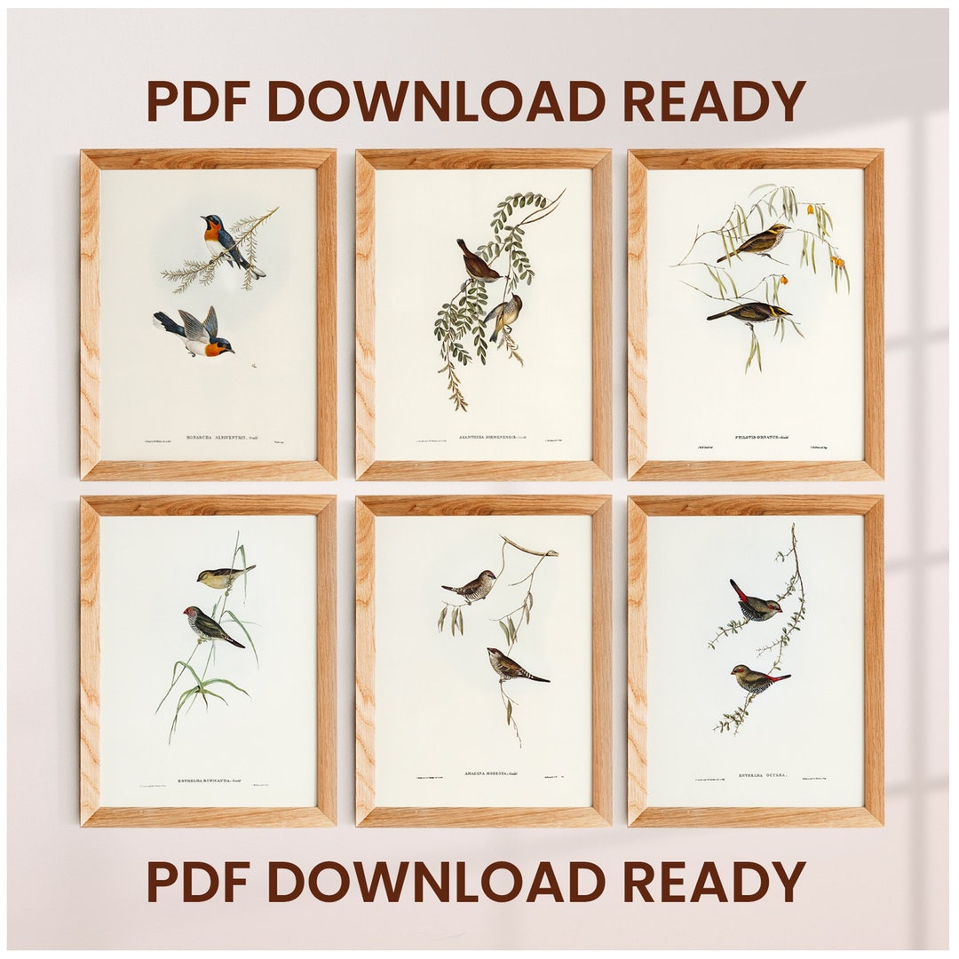 6 Best Vintage Bird Poster With Name - Best Retro Bird Print - Travel ...