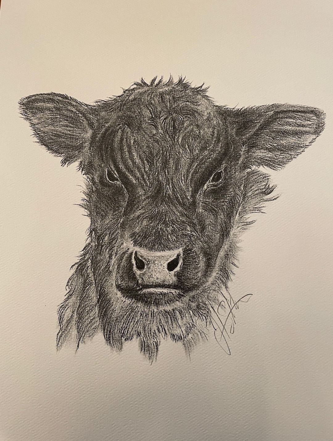 Black Angus Calf, Pencil Drawing, Show Stock, Livestock Drawing, 8.5" X ...