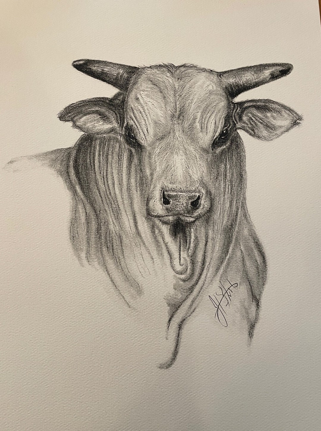 Brahma Bull, Pencil Drawing, Show Stock, Livestock Drawing, 8.5" X 11 ...