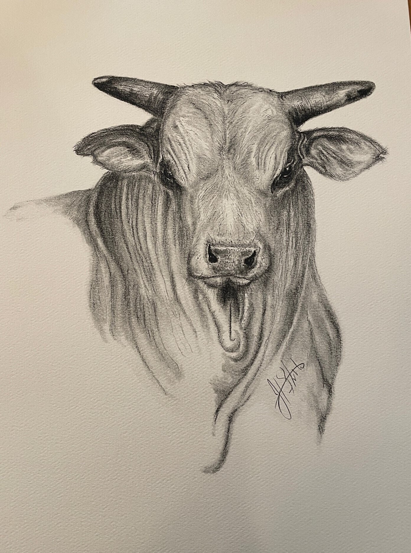 Brahma Bull, Pencil Drawing, Show Stock, Livestock Drawing, 8.5" X 11 ...