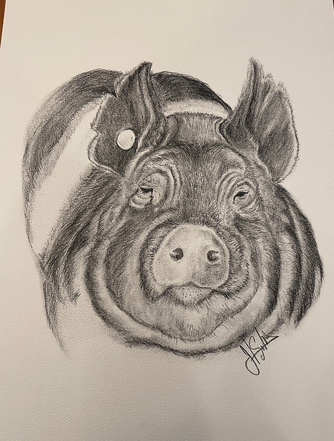 Pig, Hampshire, Pencil Drawing, Show Stock, Livestock Drawing, 8.5" X ...