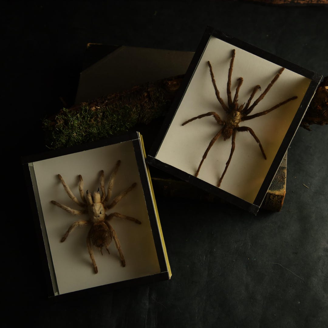 Real Tarantula in a Glass Case Nature Witch Gothic Decoration ...