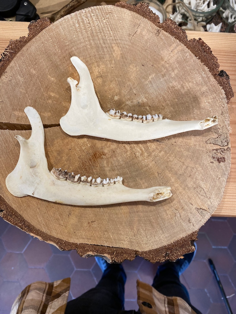 Real Deer Lower Jaw Complete Nature Witch Gothic Decoration Photography ...
