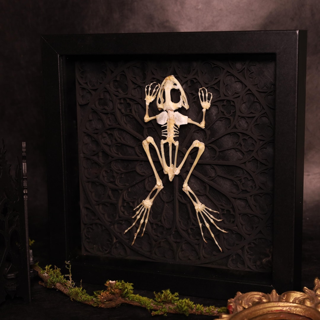 Frog Skeleton in a 3D Frame With a Gothic Design––handmade Natural ...