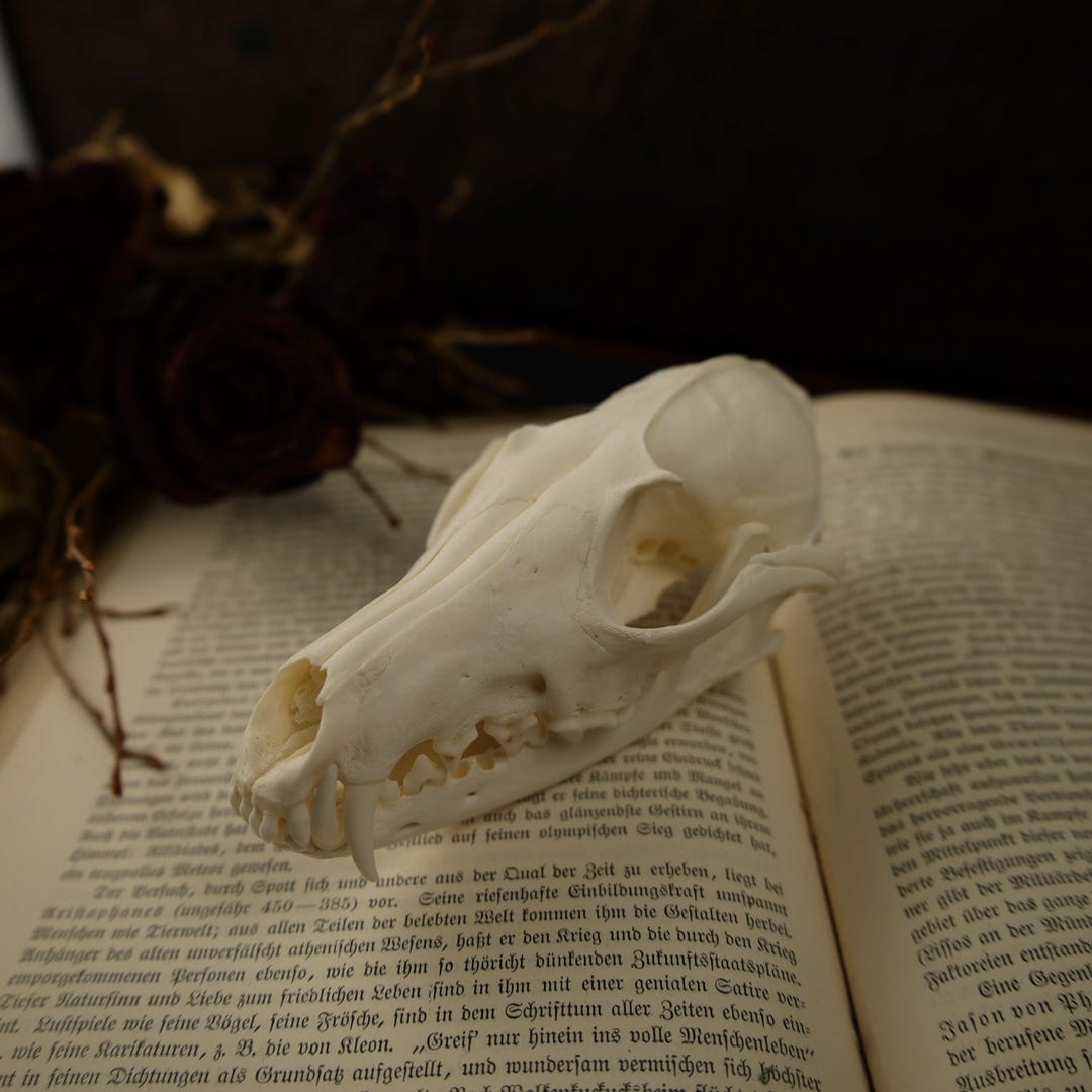 Real Fox Skull From Germany Nature Witch Gothic Decoration Photography ...