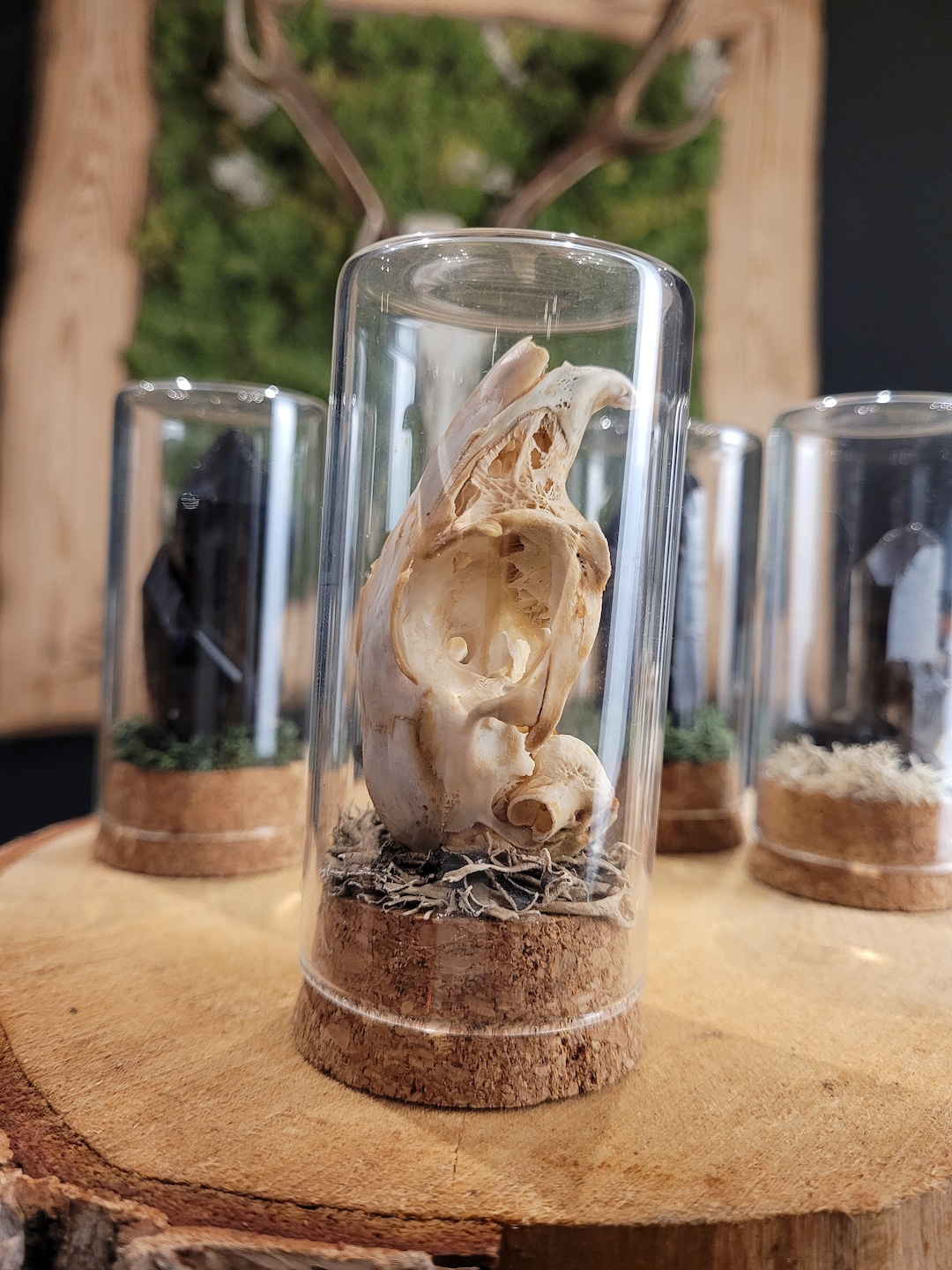 Echter Hasen Schädel Im Glas Natur Witch Gothic Deko Fotografie ...