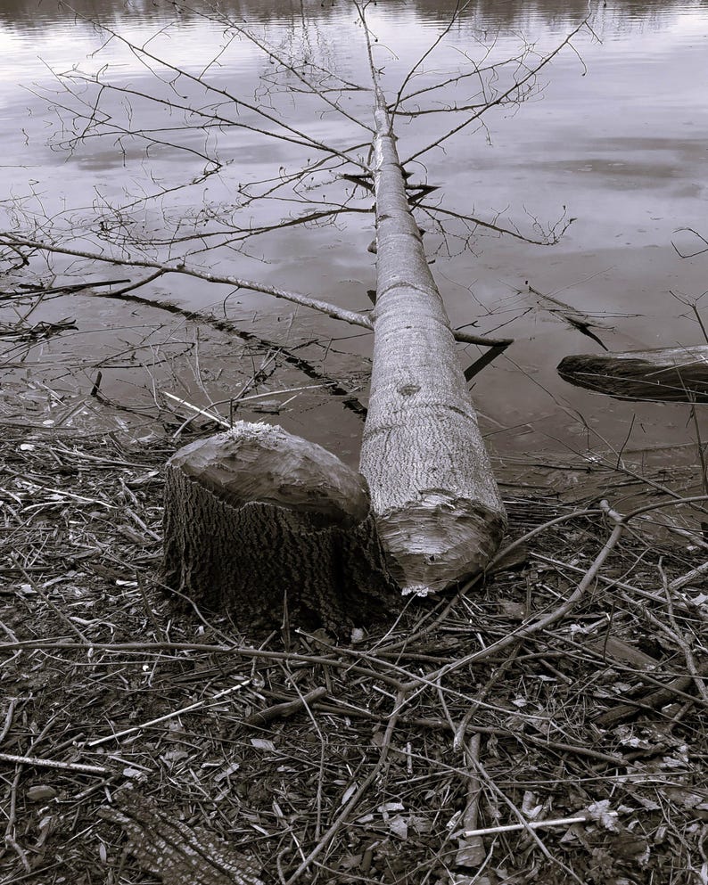 Serene Tree Fallen by A Beaver Monochrome Winter Lakeside Print ...