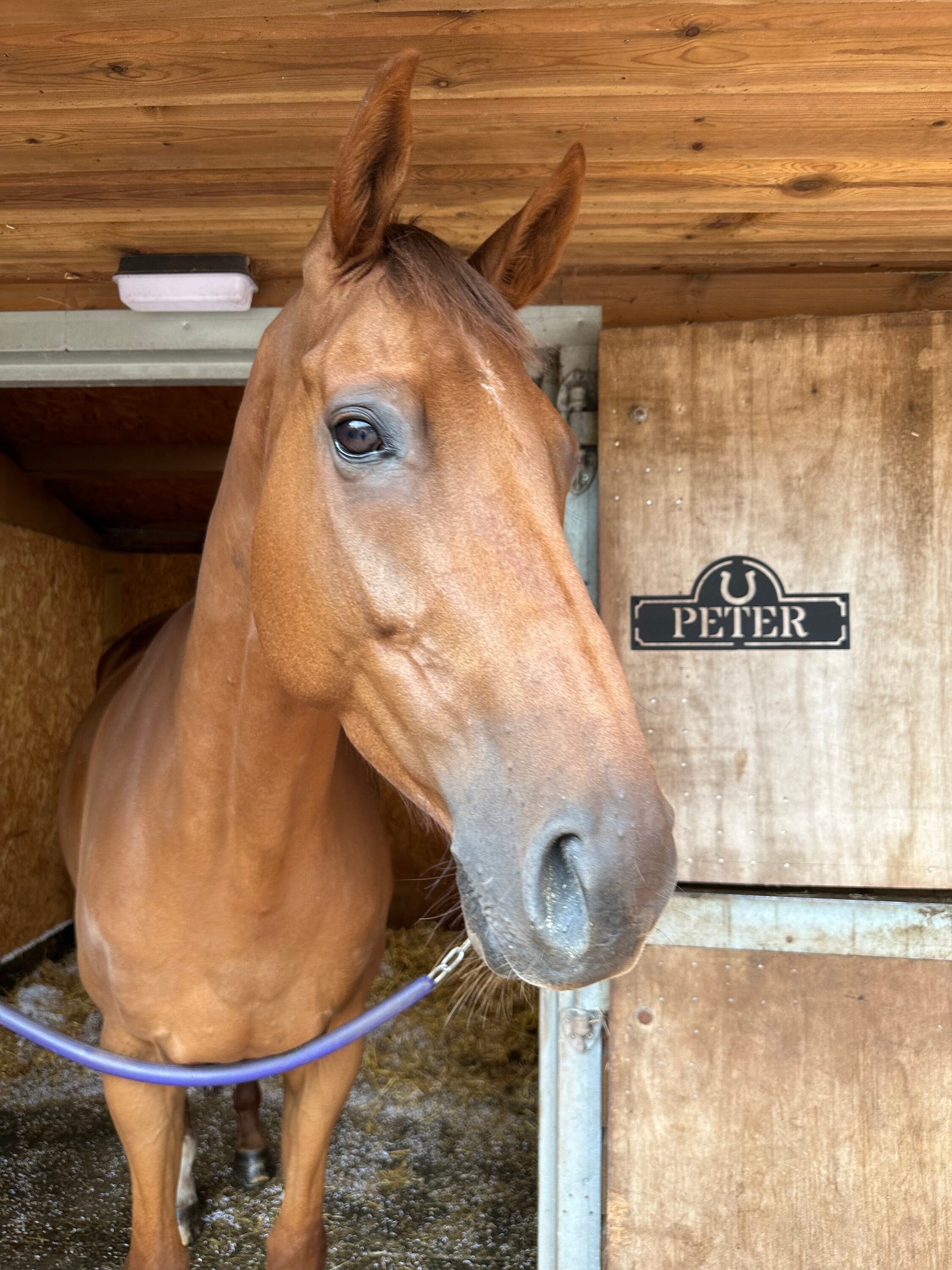 Custom Horse Plaque / Stable Sign - Etsy UK