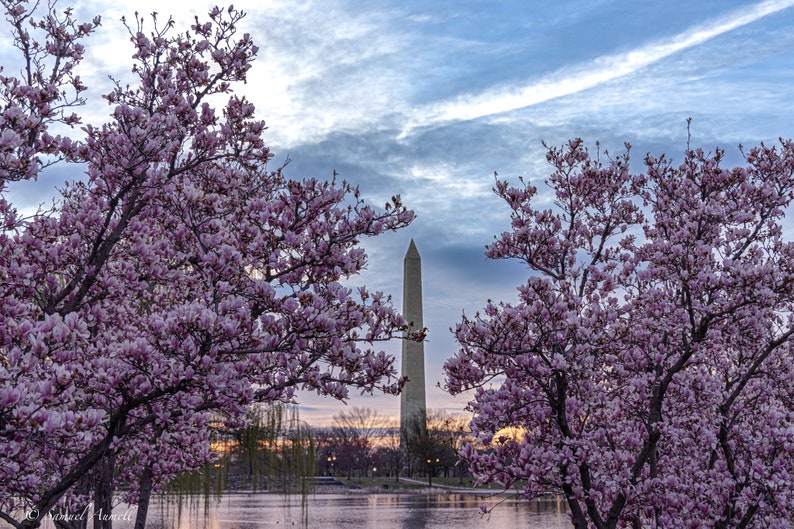 City, Washington DC, Cherry Blossoms, Flowers, Photography,monument ...