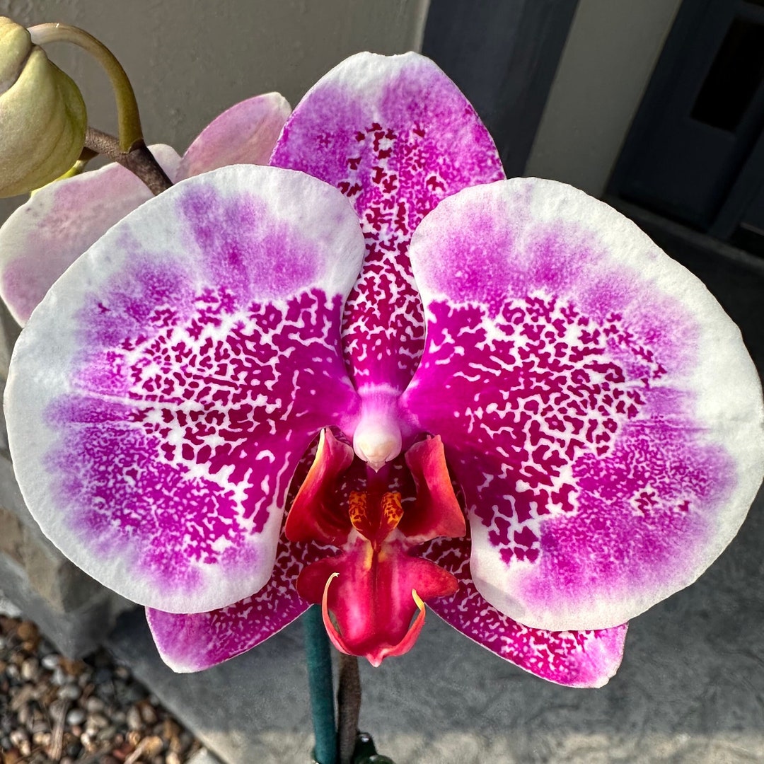 Orchid Phalaenopsis Phal. I-hsin Stacy. Mottled Leaves. Bloom Size ...