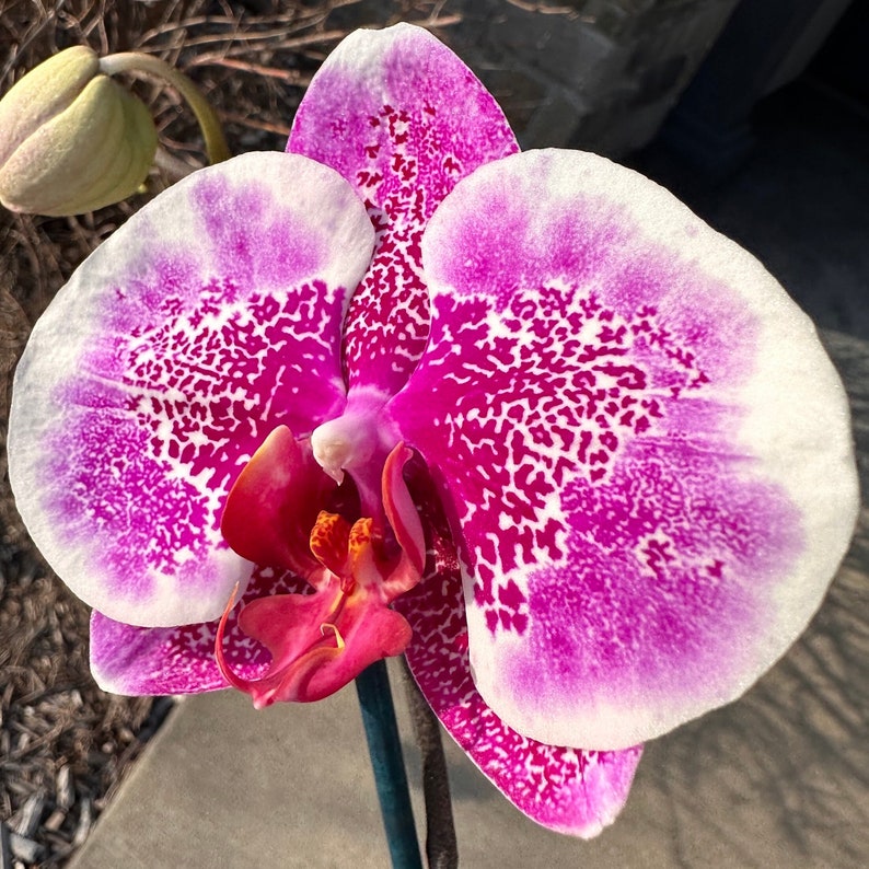 Orchid Phalaenopsis Phal. I-hsin Stacy. Mottled Leaves. Bloom Size ...