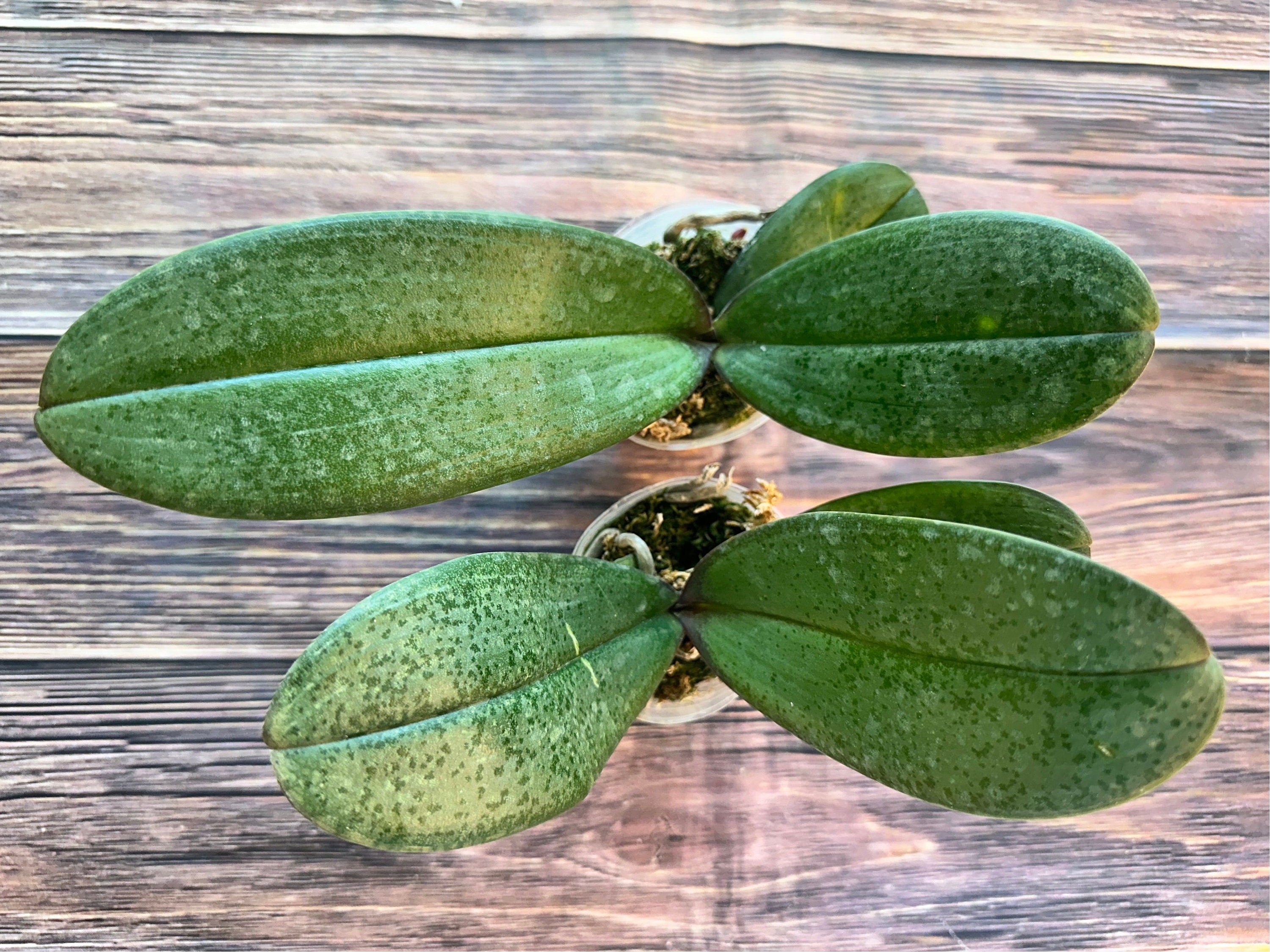 Orchid Phalaenopsis Phal. I-hsin Stacy. Mottled Leaves. Bloom Size ...