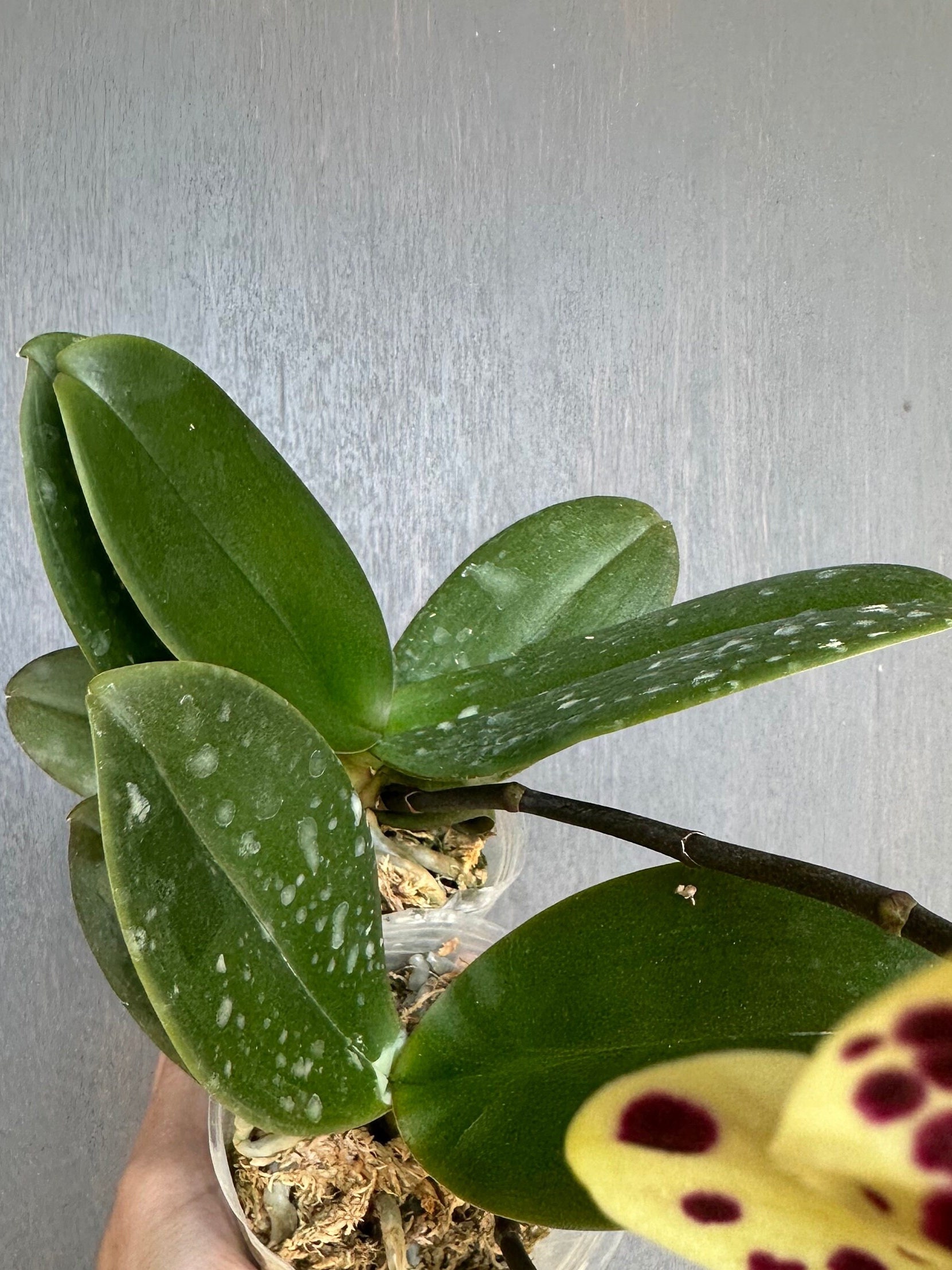 Orchid Phalaenopsis Phal. OX Sponge Bob. Harlequin. Live Plant ...