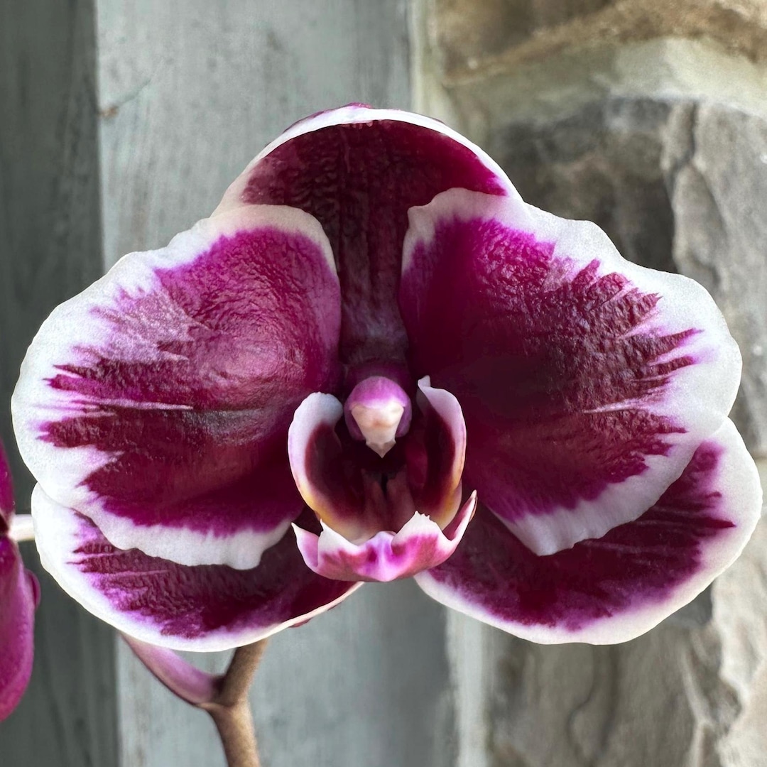 Orchid Phalaenopsis Phal Ever Spring Prince 'star 6'. Live Plant. Spike ...
