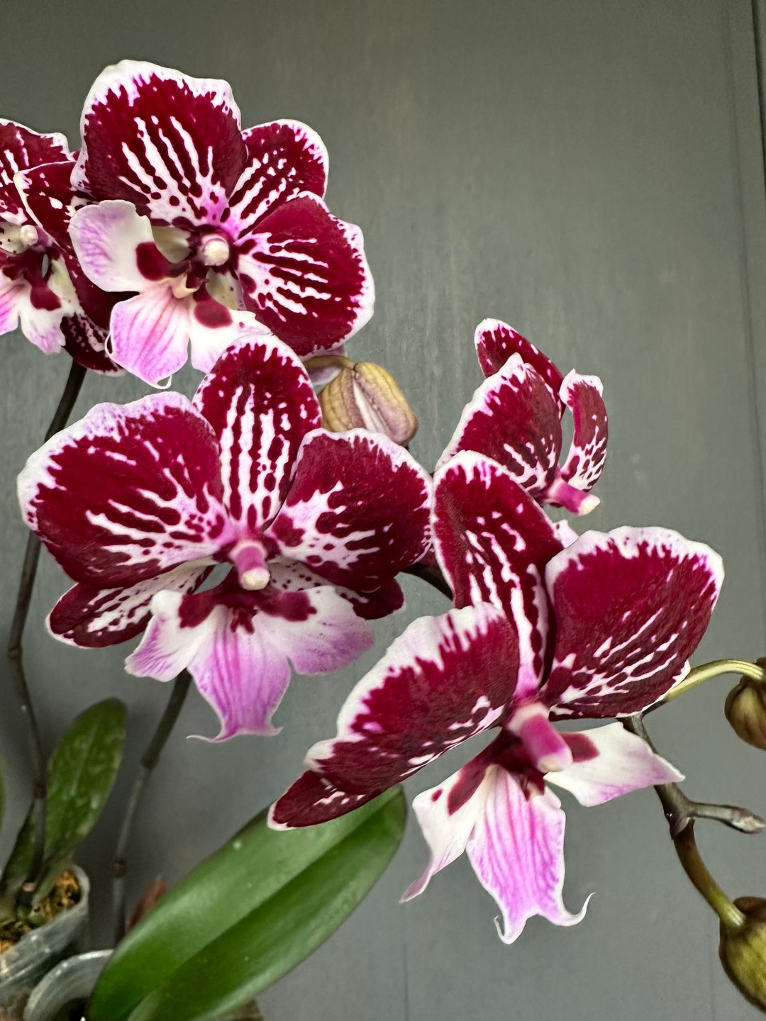 Orchid Phalaenopsis Phal Miki Lord. Harlequin. Big Lip. Live Plant ...