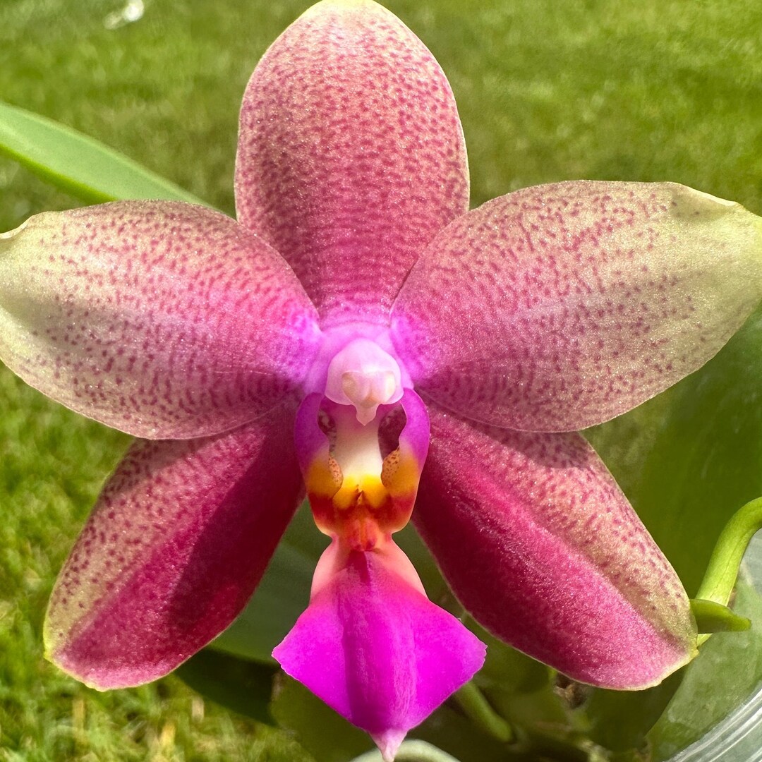 Orchid Phalaenopsis Sweet Memory phal. Deventeriana X Phal. Violacea ...