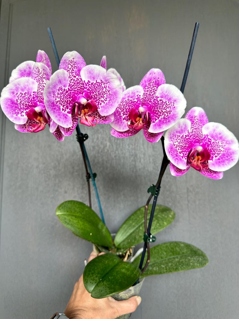 Orchid Phalaenopsis Phal. I-hsin Stacy. Mottled Leaves. Bloom Size ...