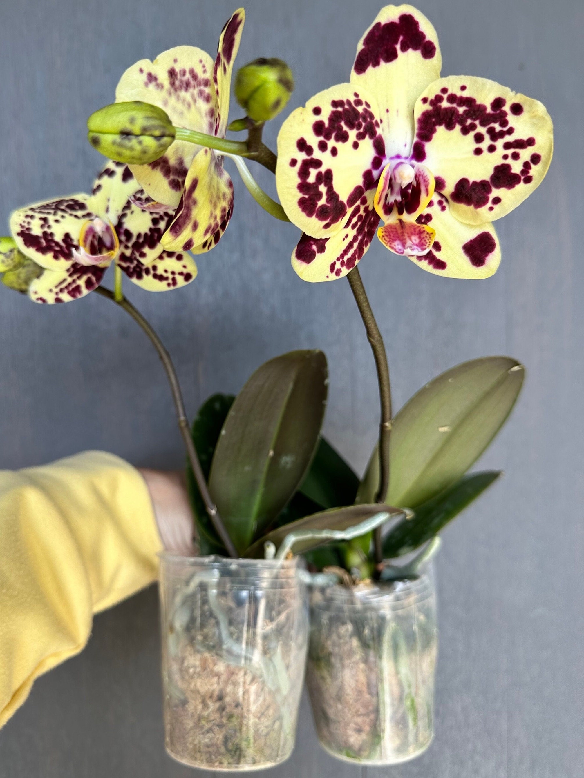 Orchid Phalaenopsis Phal. OX Sponge Bob. Harlequin. Live Plant ...