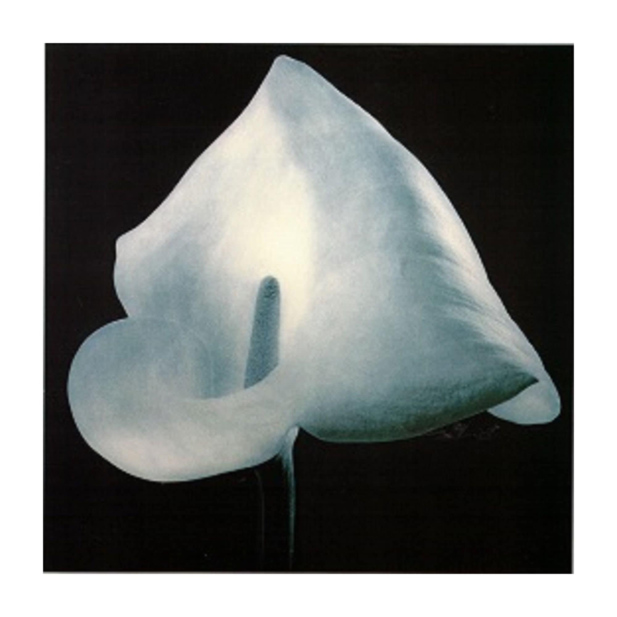Robert Mapplethorpe: calla Extremely Rare Print Photograph 1988 ...