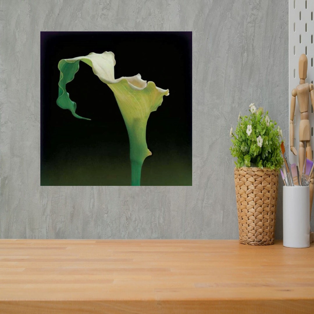 Robert Mapplethorpe: "calla Lily Ii" Extremely Rare Print; Photograph ...