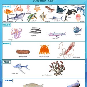 Layers of the Ocean Worksheet - Etsy