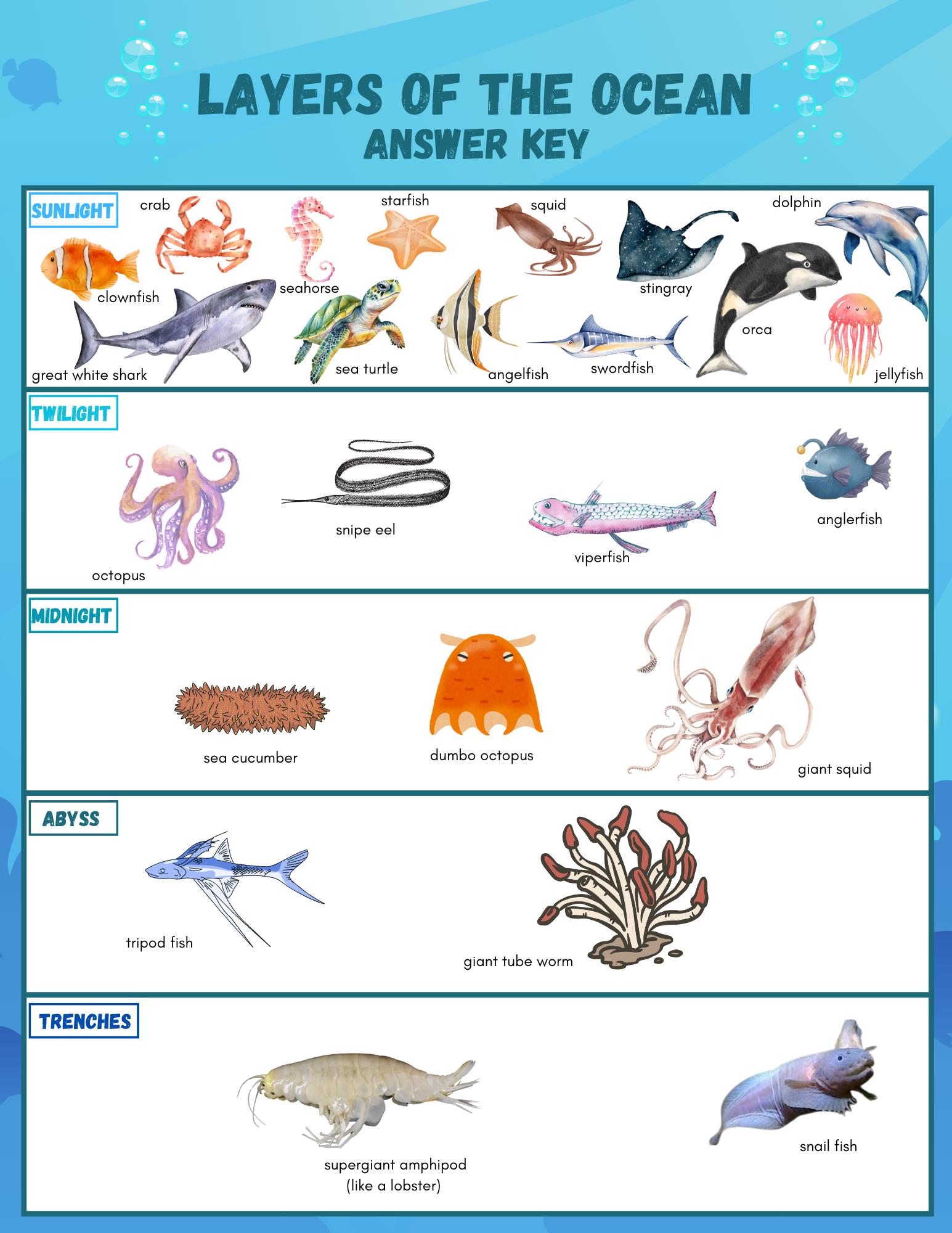 Layers of the Ocean Worksheet - Etsy