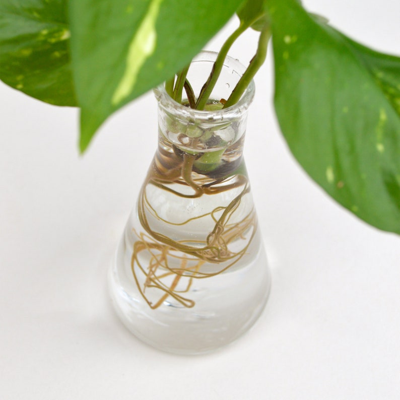 Modern Propagation Vase 40x100mm Glass Plant Propagator Indoor Plant ...