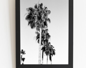 Palm Trees, Film Photography, Digital Download - Etsy