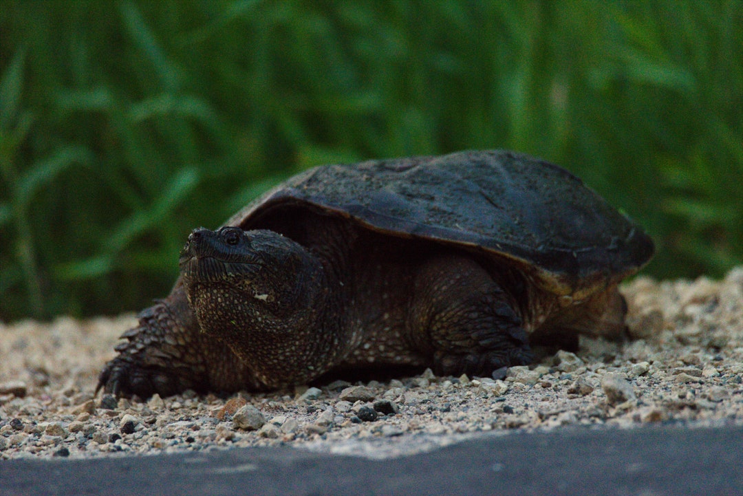 Snapping Turtle Digital Print Large Jpg , Animal Photography on ...