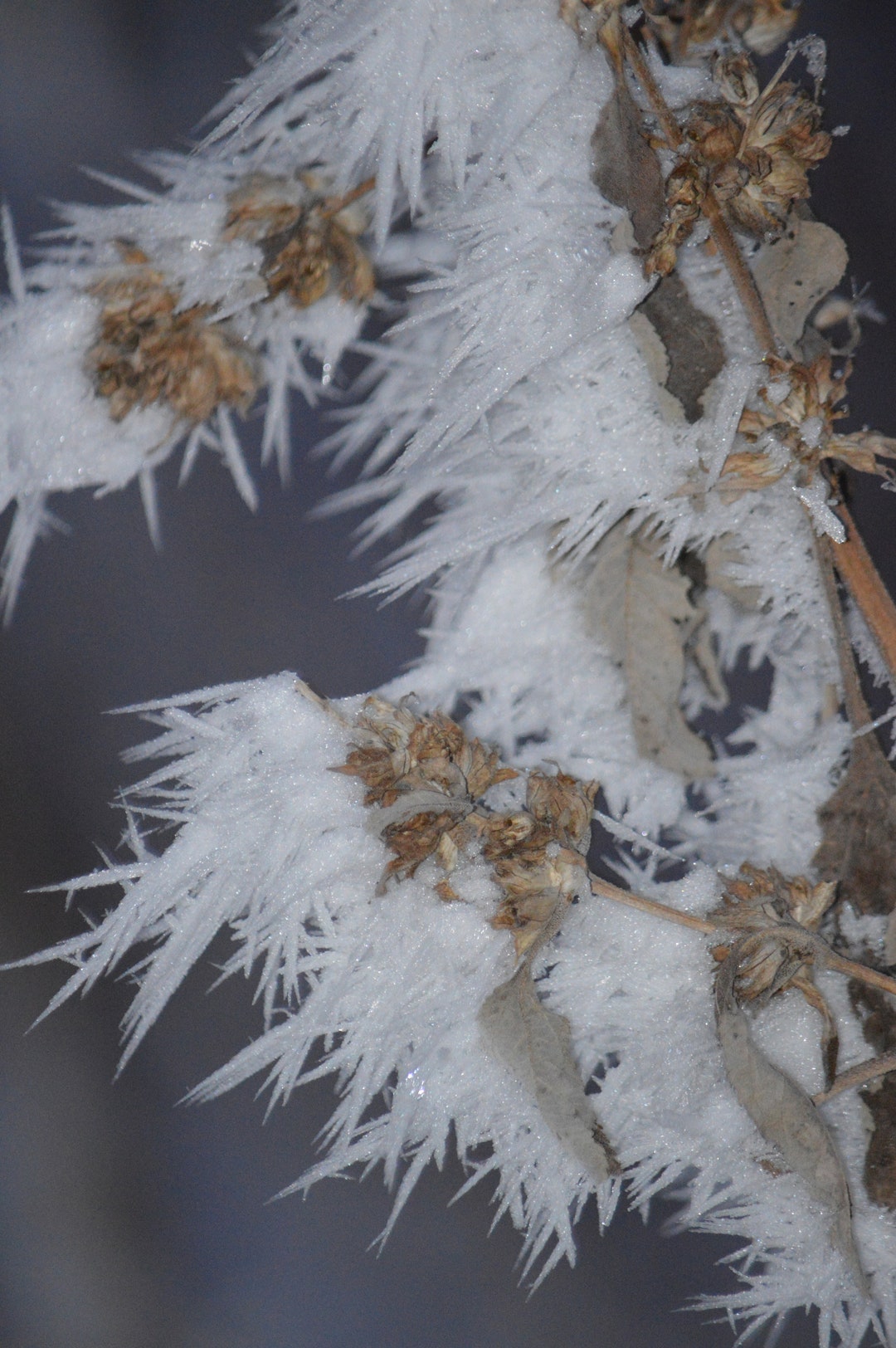 Wisconsin Freezing Fog, Rime Ice: DIGITAL DOWNLOAD ONLY - Etsy