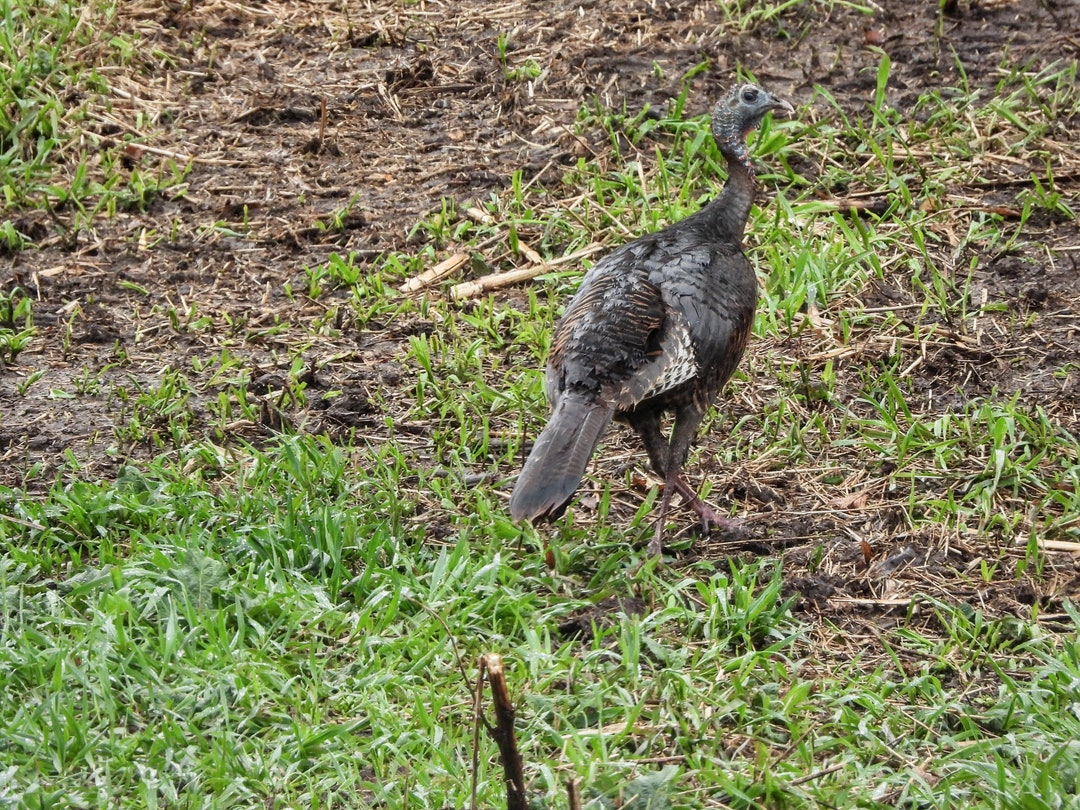 Wild Turkey Digital Print, 2 Jpg Files Edited and Original ; DIGITAL ...