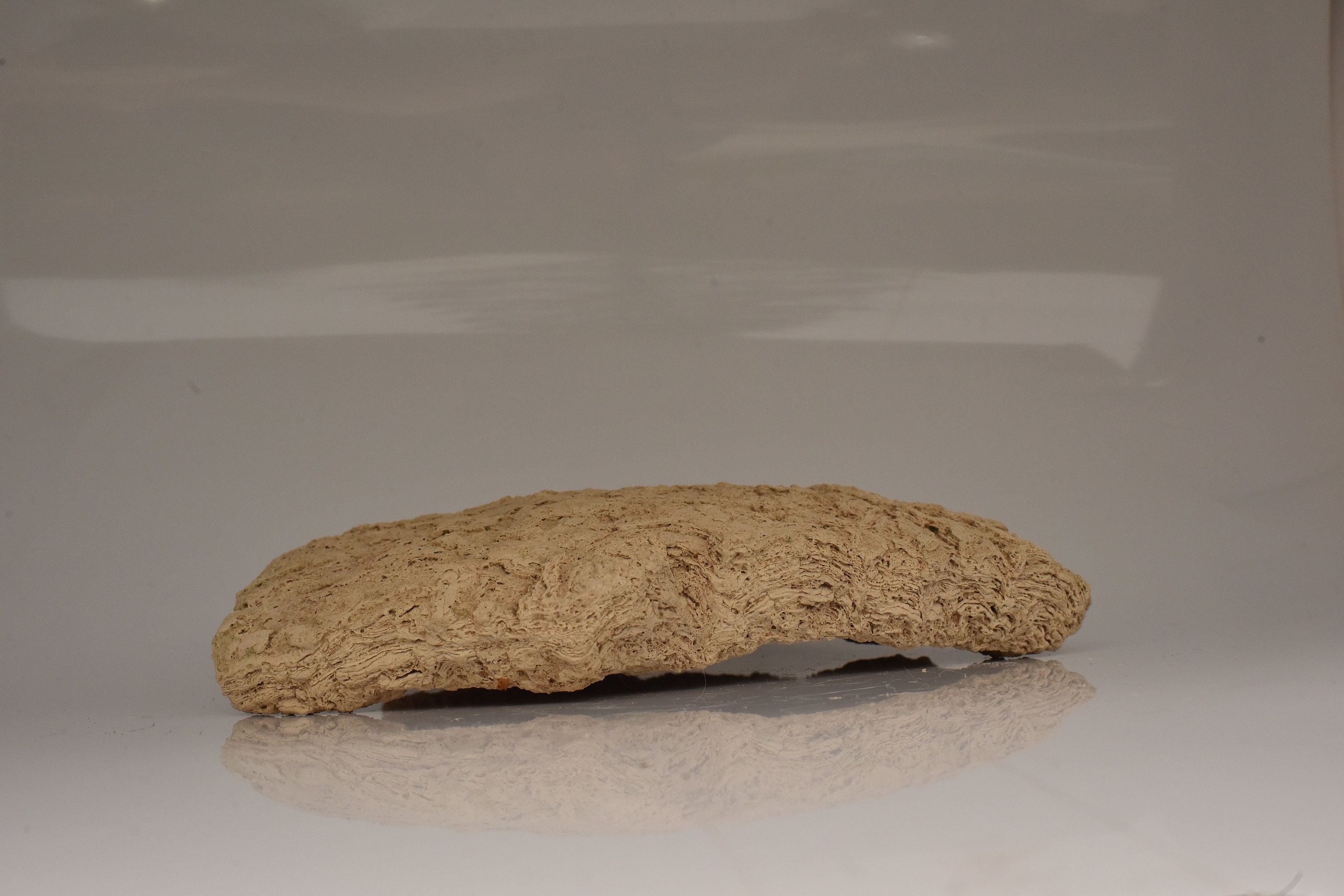Large Over 3lbs Wisconsin Limestone Stromatolite Specimen - Etsy