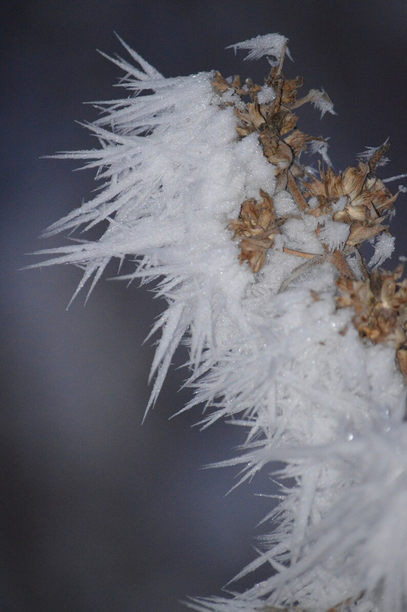 Wisconsin Freezing Fog, Rime Ice: DIGITAL DOWNLOAD ONLY - Etsy