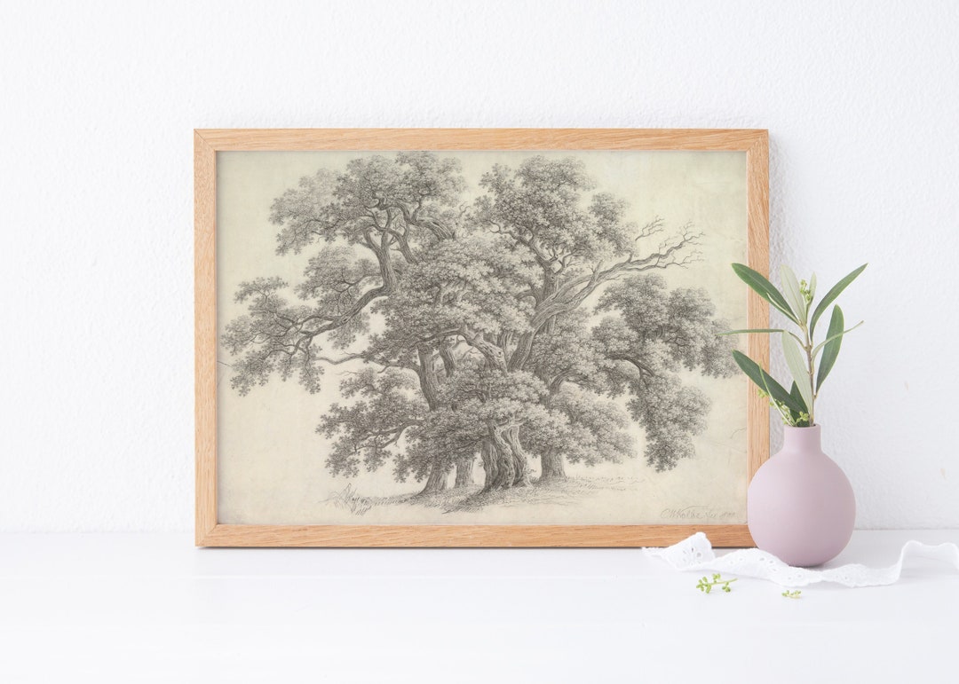 Study of Oak Trees Wall Art Home Decor, Vintage Sketch, Paper Texture ...